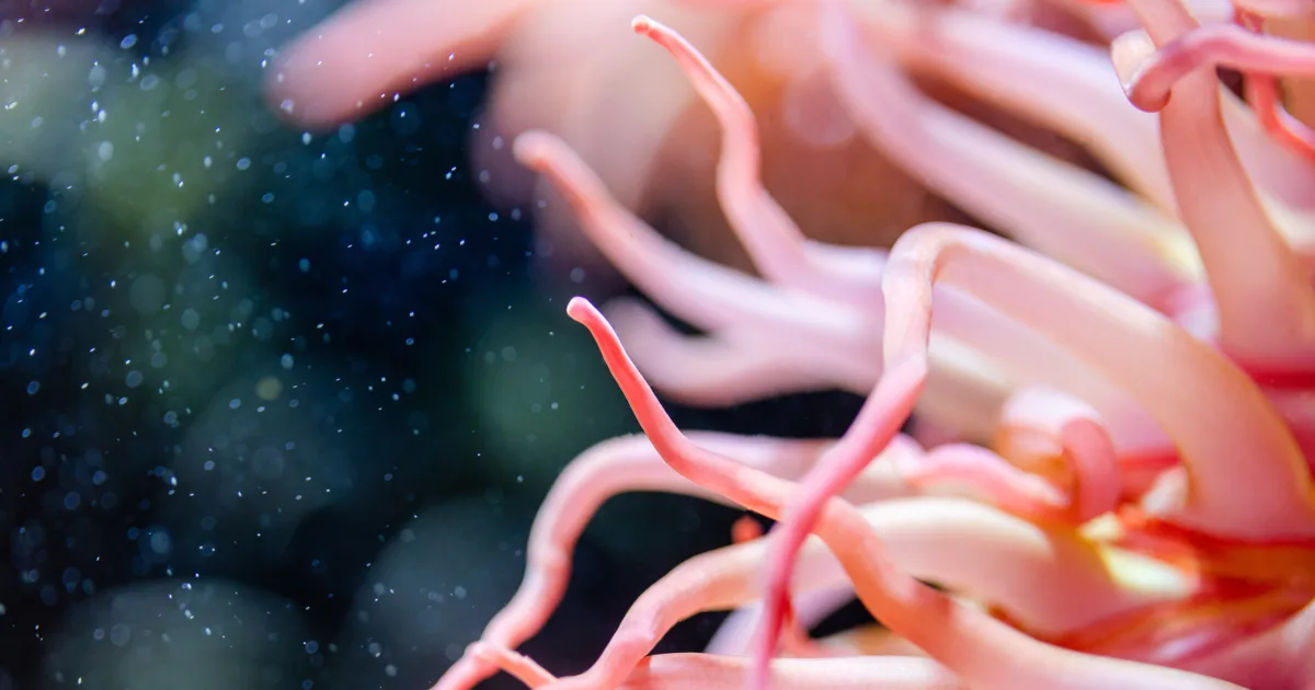 National Aquarium - Wallpaper Wednesdays: Amazing Anemones