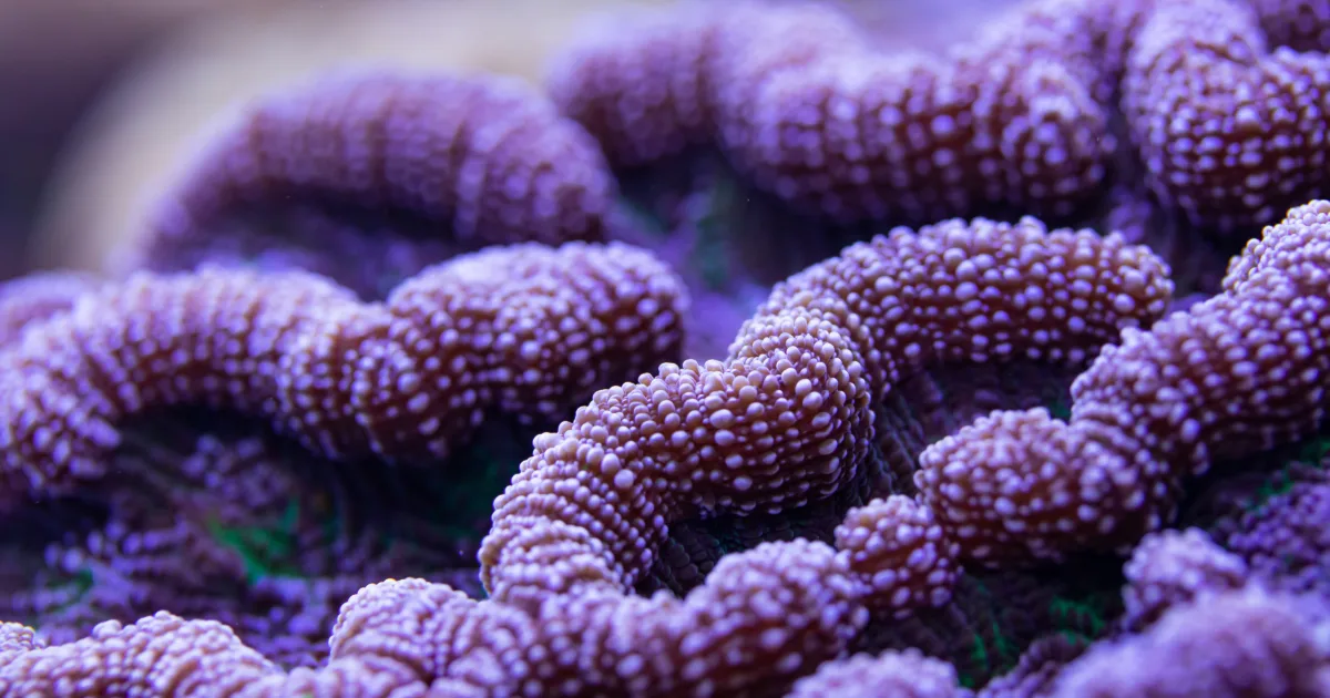 National Aquarium - Caring for Corals