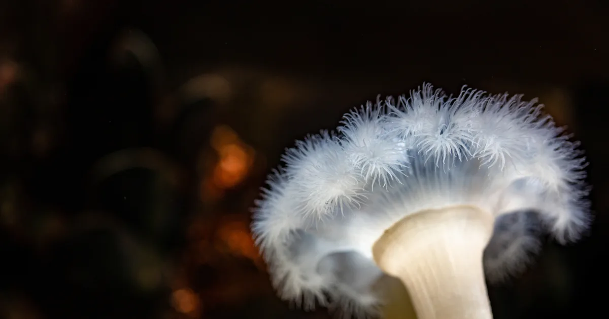 National Aquarium - Wallpaper Wednesdays: Feathery Fluff