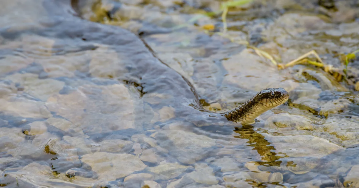 National Aquarium - In the Inner Harbor: Northern Water Snakes