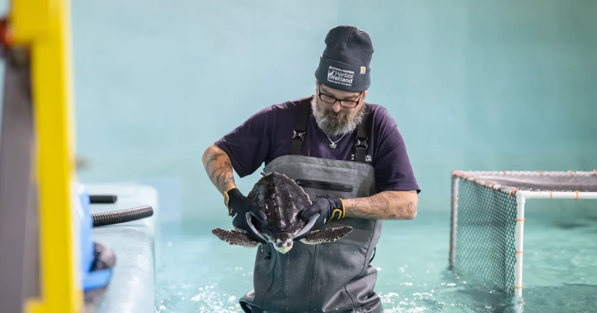 National Aquarium - Southbound Sea Turtles