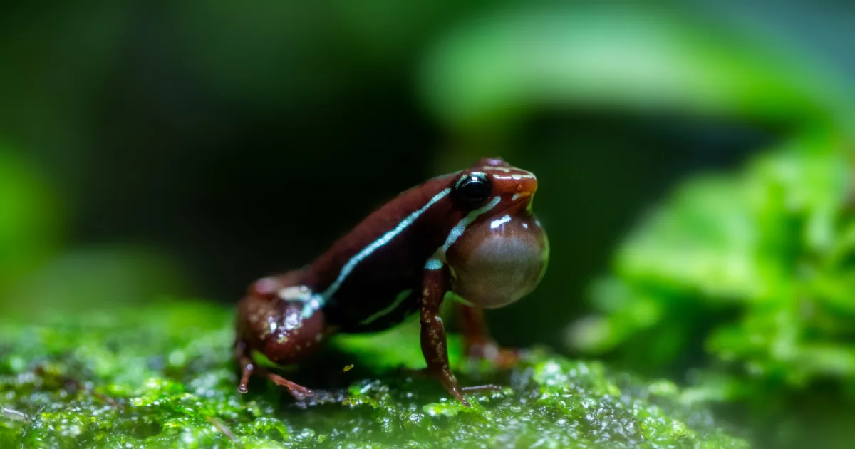 National Aquarium - A Passion for Poison Dart Frogs
