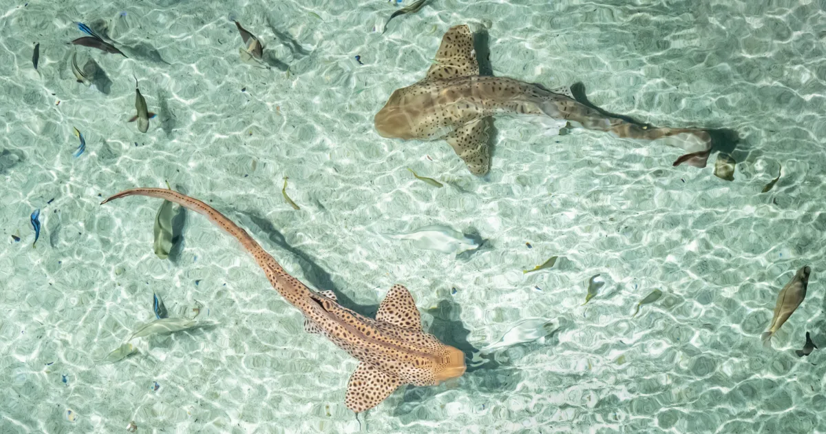 National Aquarium - Wallpaper Wednesdays: Zigzagging Zebra Sharks