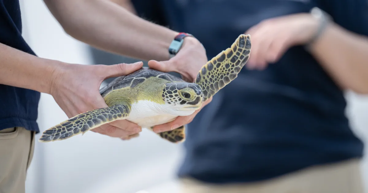 National Aquarium - Reintroduction of the Sea Turtle Rescue Assistance ...