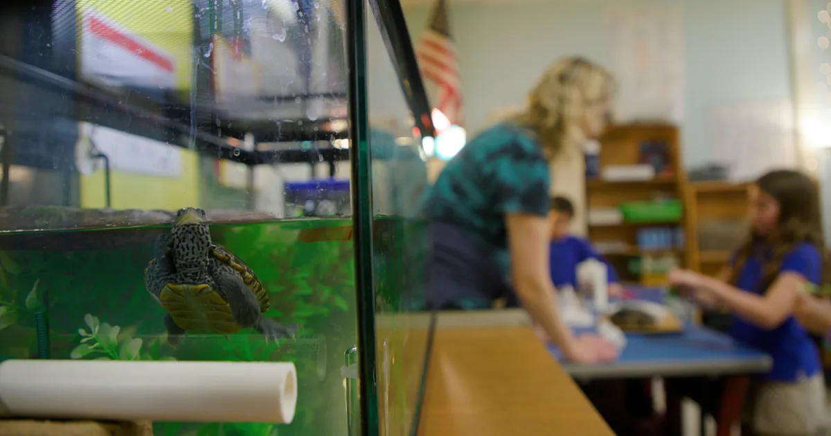 National Aquarium - Fostering a Connection to Maryland's Diamondback ...