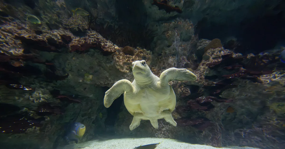 National Aquarium - Kemp's Ridley Sea Turtle