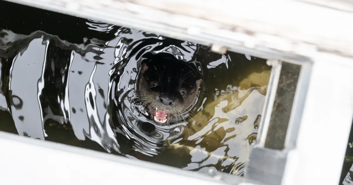 National Aquarium - The First 365 Days of Harbor Wetland®