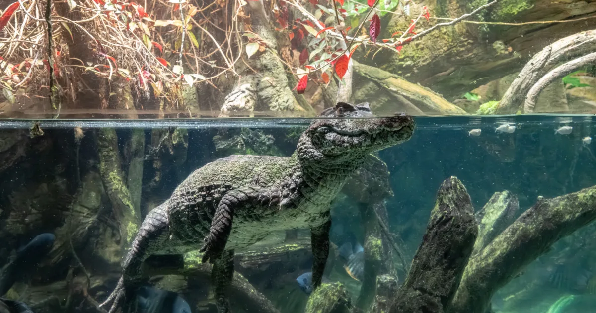 National Aquarium - Predators and Prey Living in Harmony