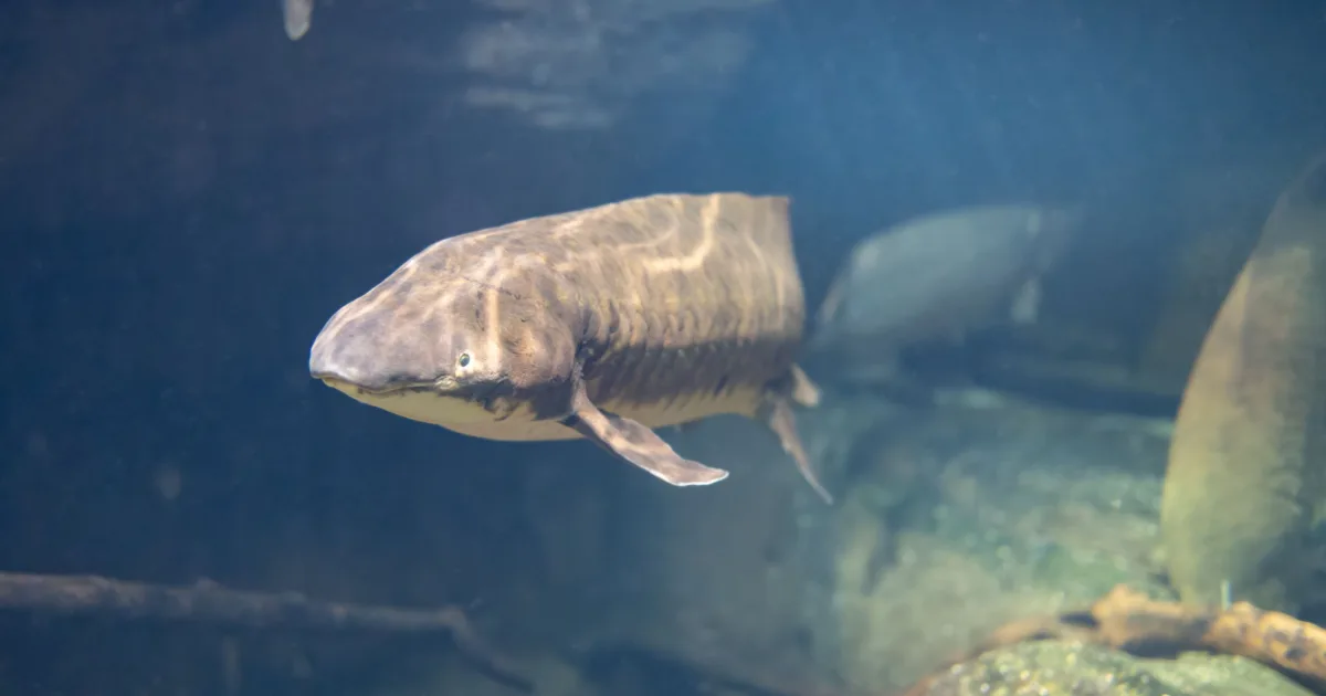 National Aquarium - Australian Lungfish
