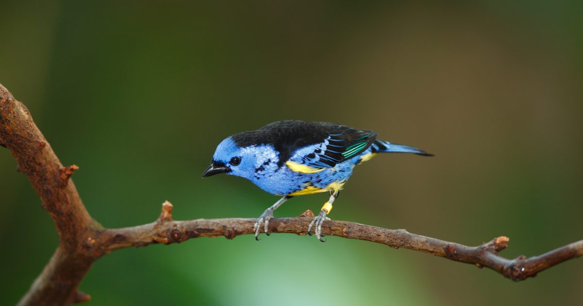 National Aquarium - Turquoise Tanager