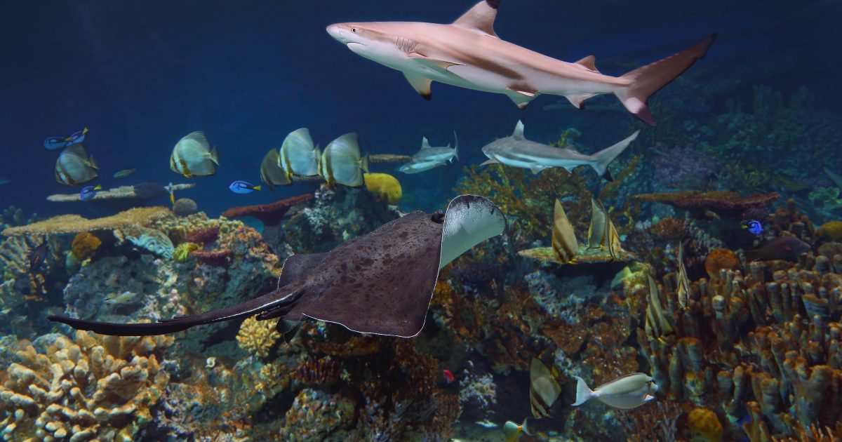 National Aquarium - Blacktip Reef Receives Significant Achievement Award!