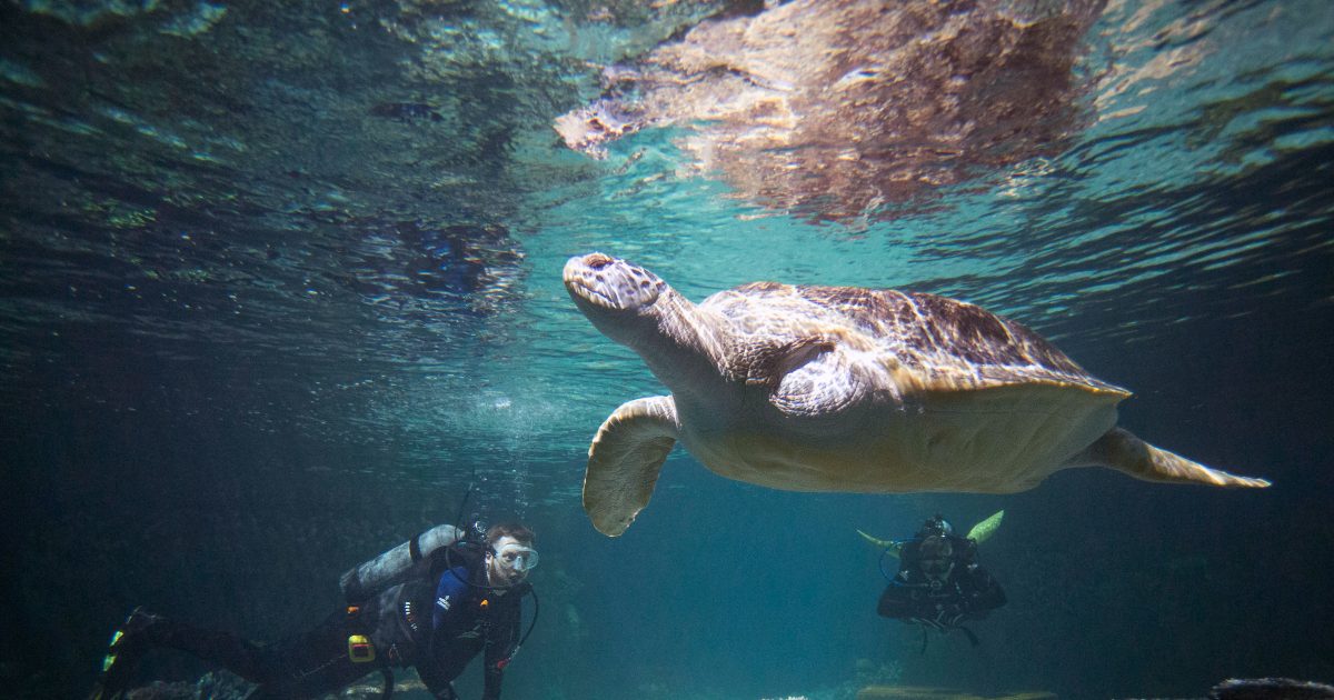 National Aquarium - 2013 Recap: The Making of Blacktip Reef