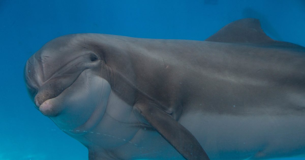 National Aquarium - Update: Dolphin Mirror Study