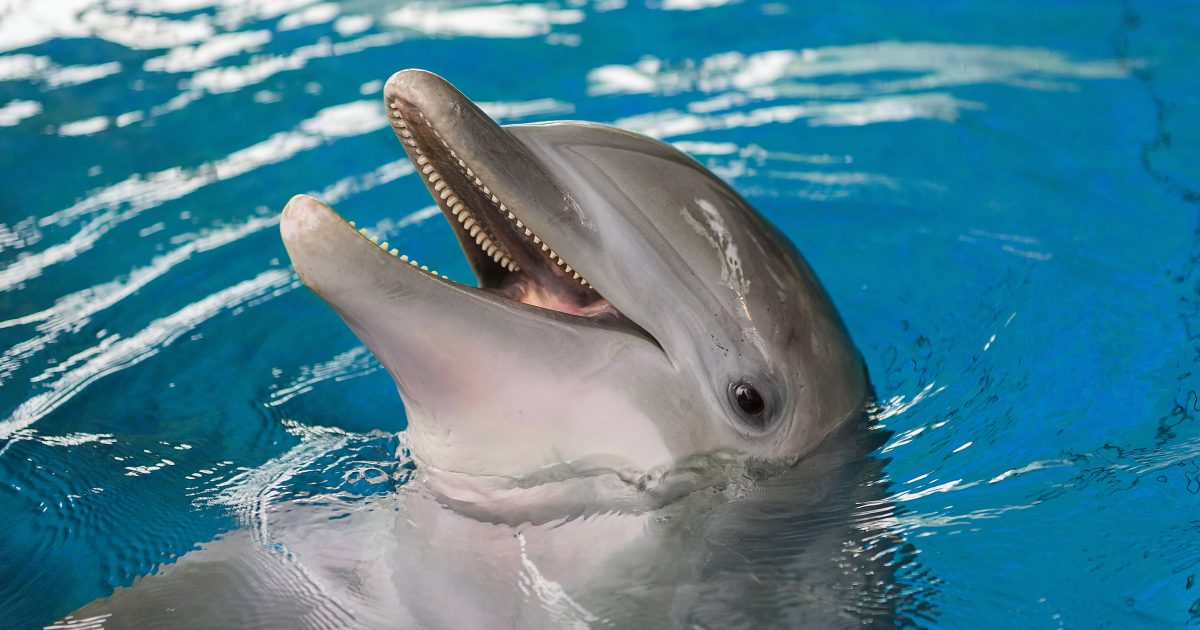 National Aquarium - Mourning the Loss of Maya