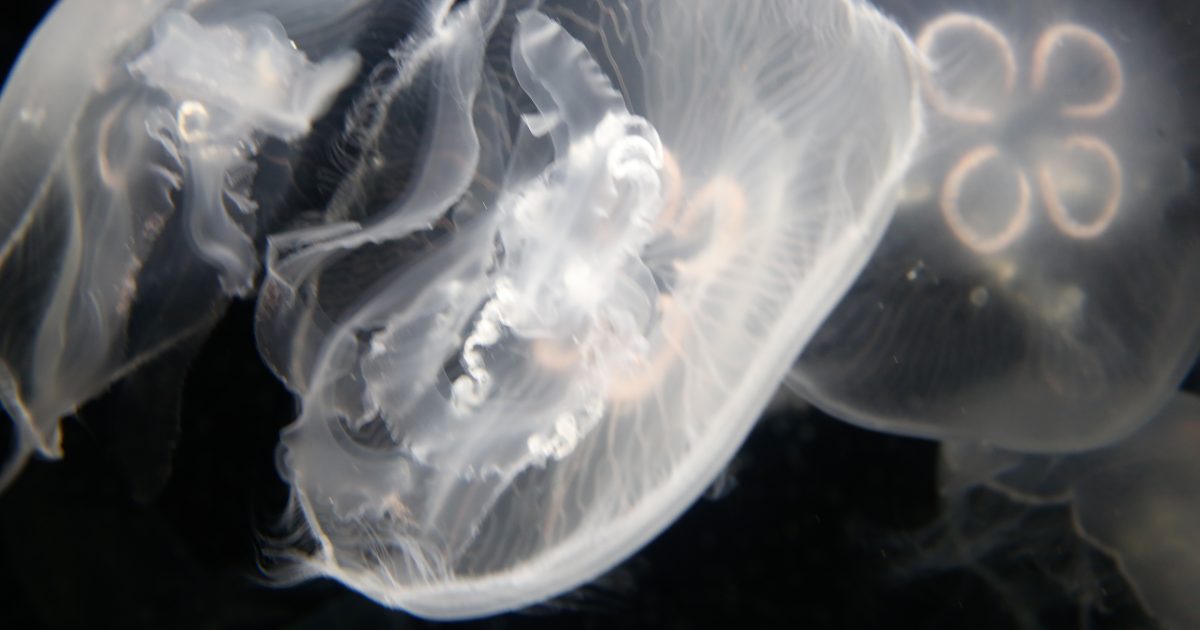 National Aquarium - Moon Jelly