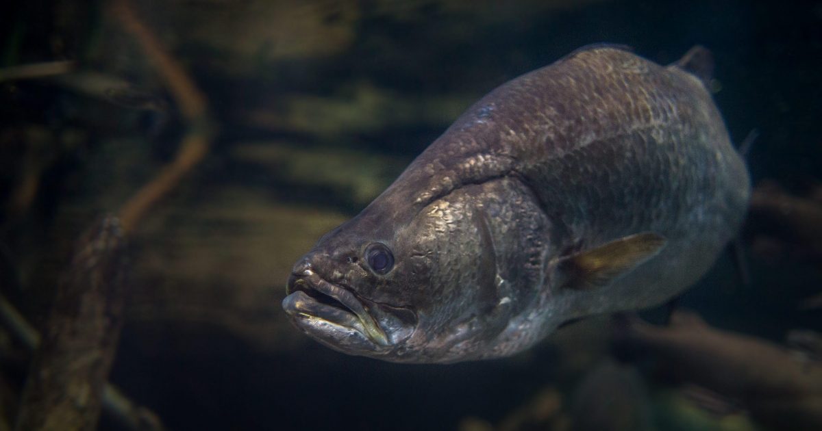 National Aquarium - Barramundi
