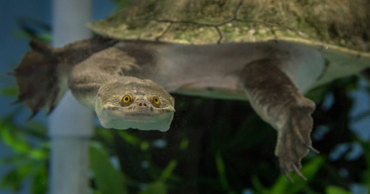 National Aquarium - Broad-Shelled Turtle