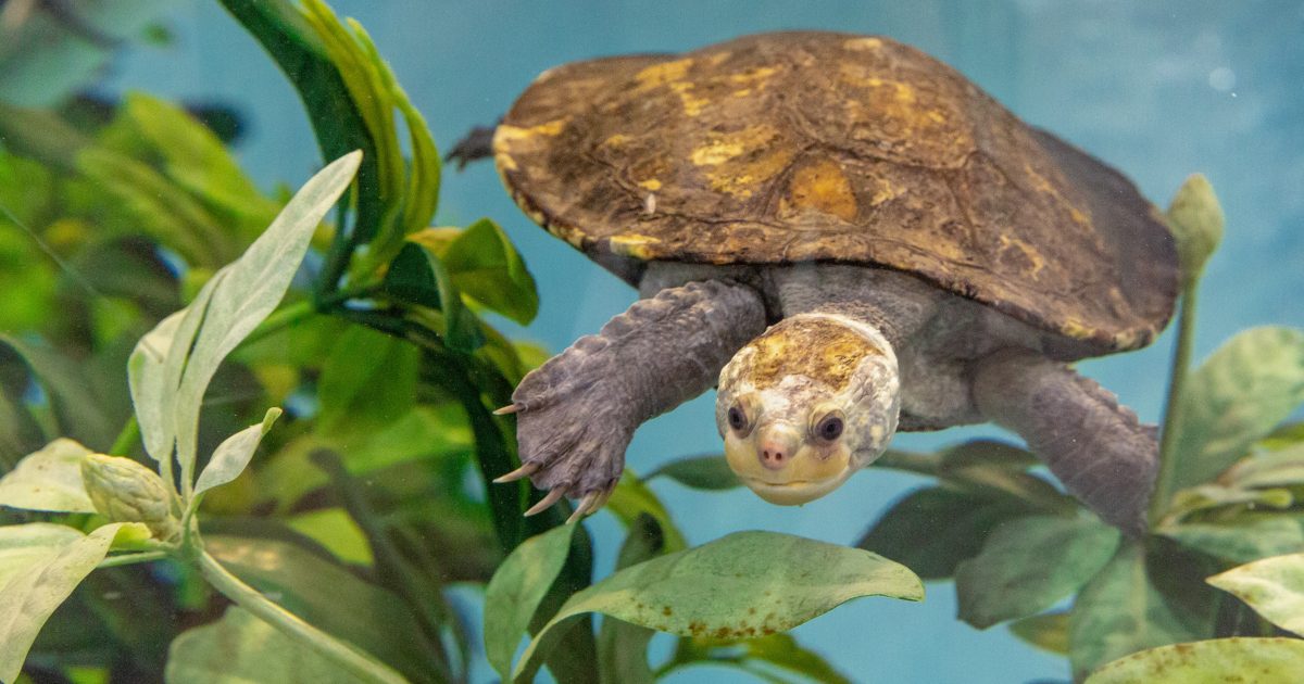 National Aquarium - Irwin's Turtle