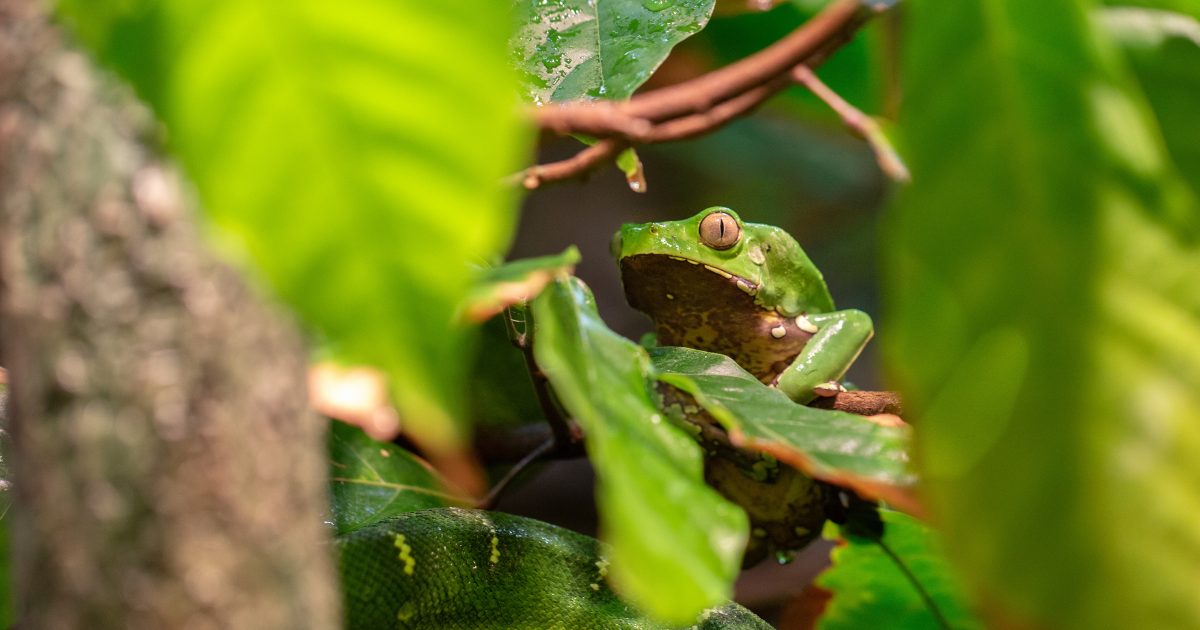 National Aquarium - Giant Waxy Tree Frog