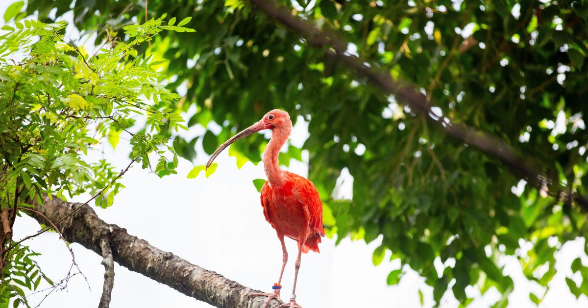 National Aquarium - Scarlet Ibis
