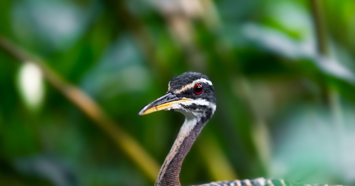 National Aquarium - Sunbittern