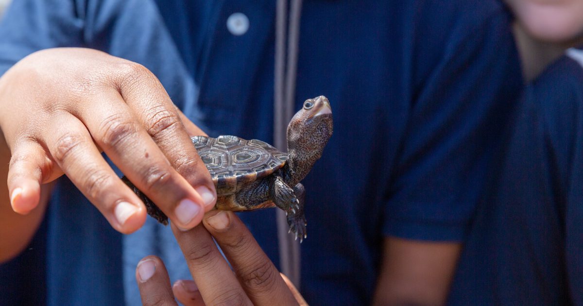 National Aquarium - Terrapins in the Classroom