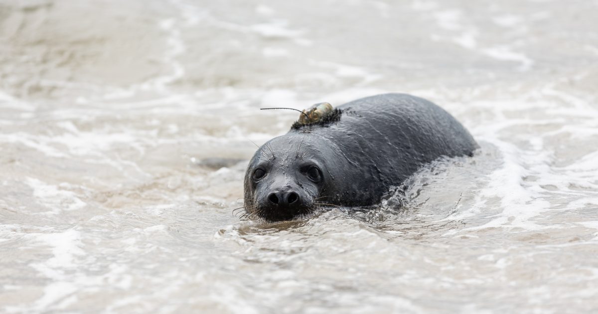 National Aquarium - Connecting Dots: The Science of Tracking Wildlife