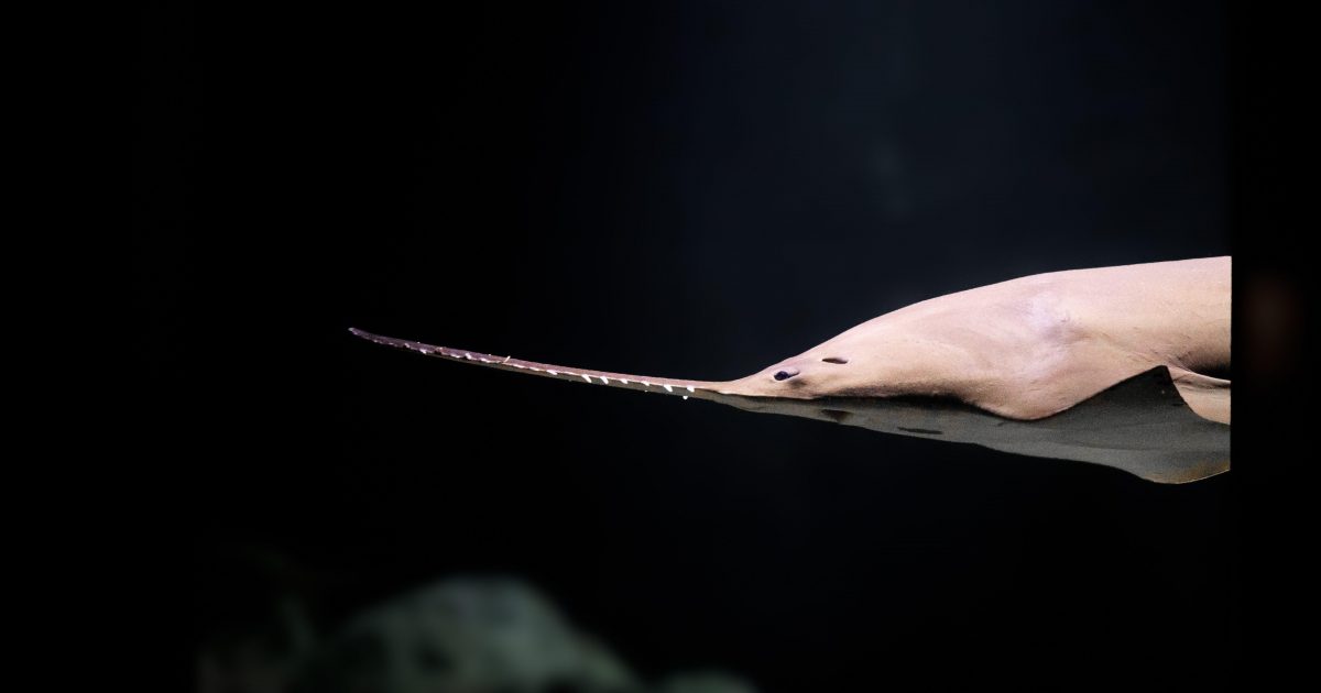 National Aquarium - Largetooth Sawfish