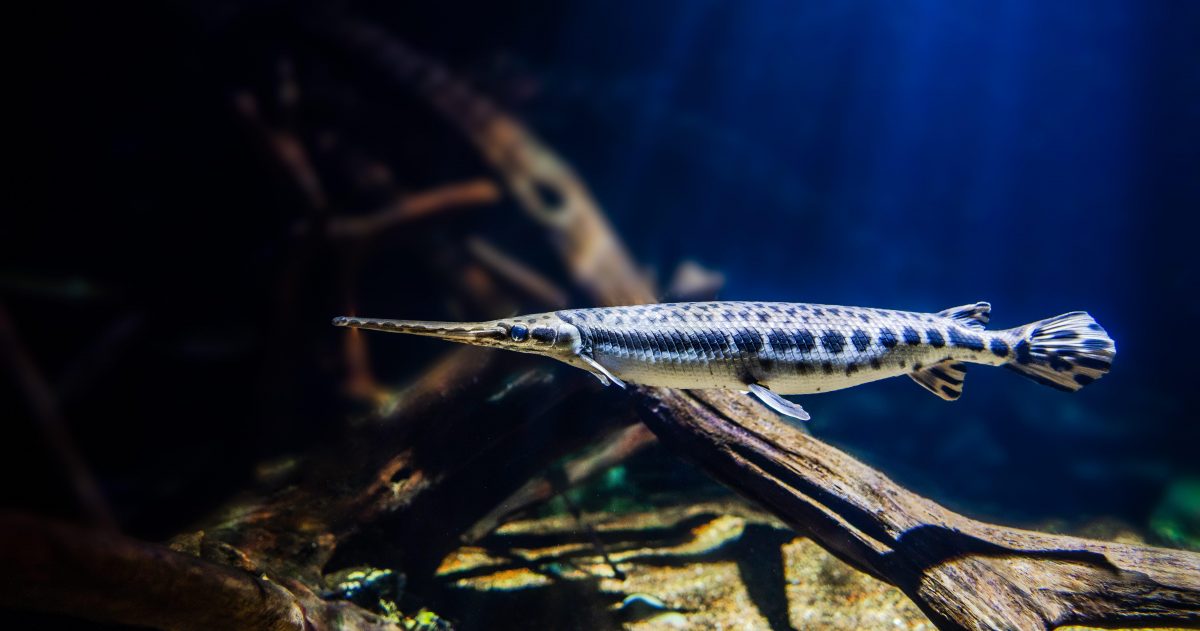 National Aquarium - Longnose Gar