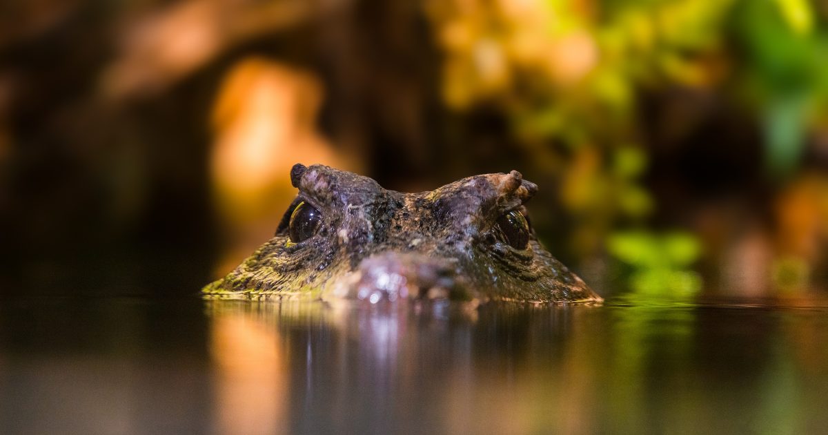 National Aquarium - Amazon River Forest