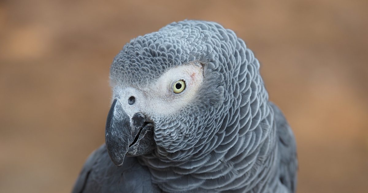 National Aquarium - Are Animals Altruistic?
