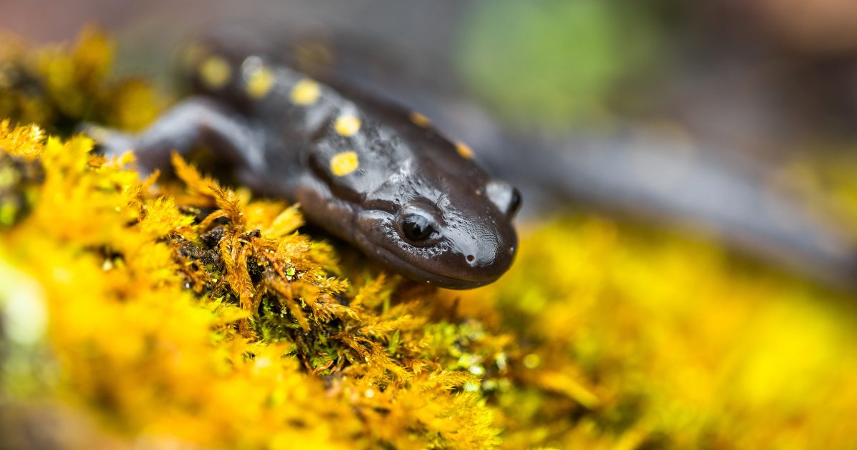 National Aquarium - Wallpaper Wednesdays: Spotted Salamanders
