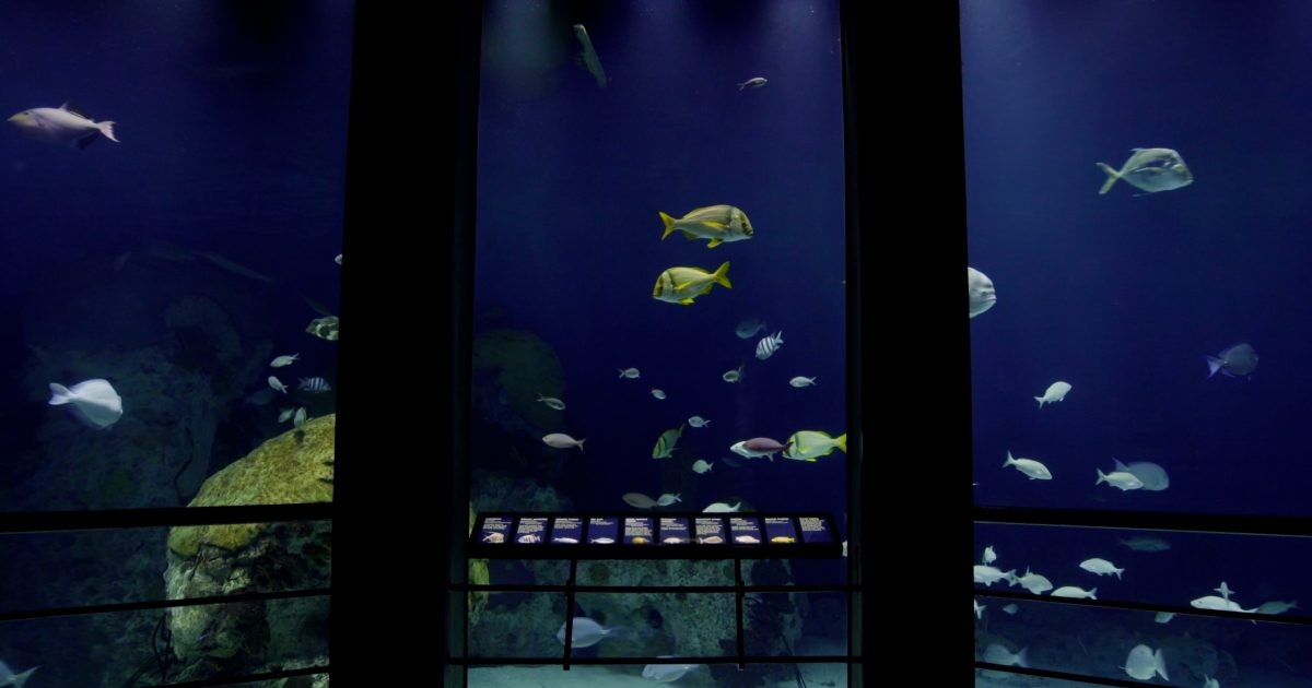 National Aquarium - Get Up Close With Tropical Fishes