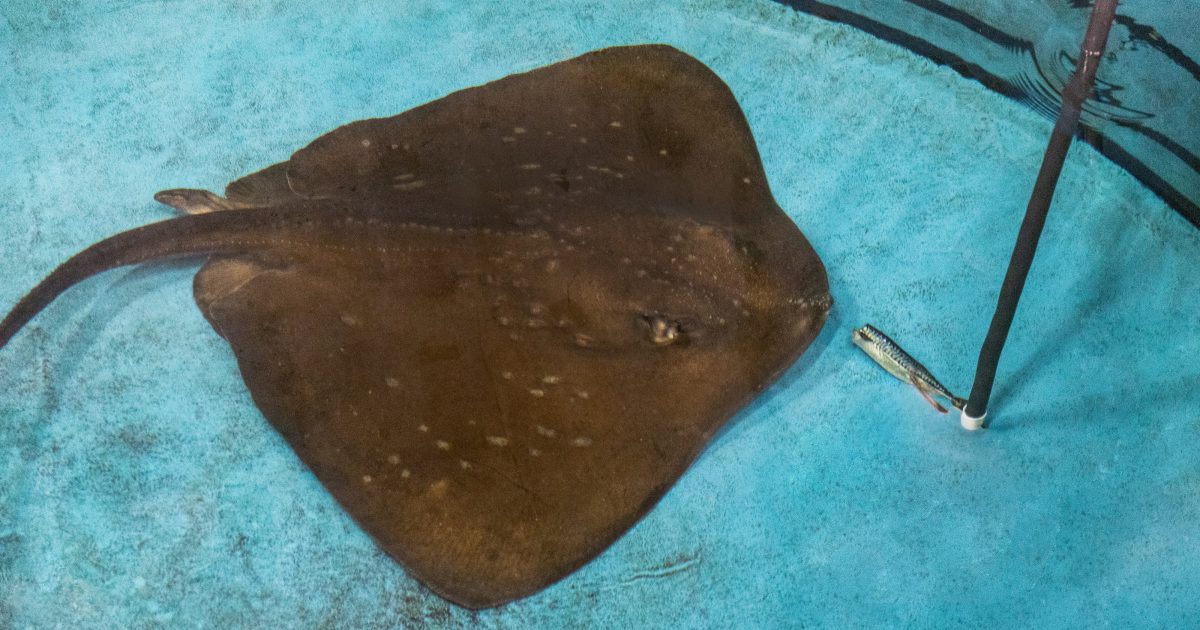 National Aquarium - Training Tales: Jeremiah the Roughtail Ray