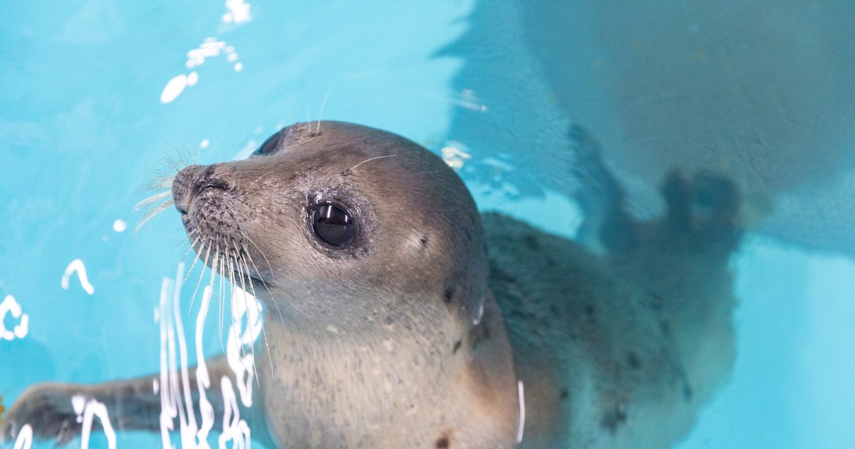 National Aquarium - Animal Rescue Update: Stuart Little