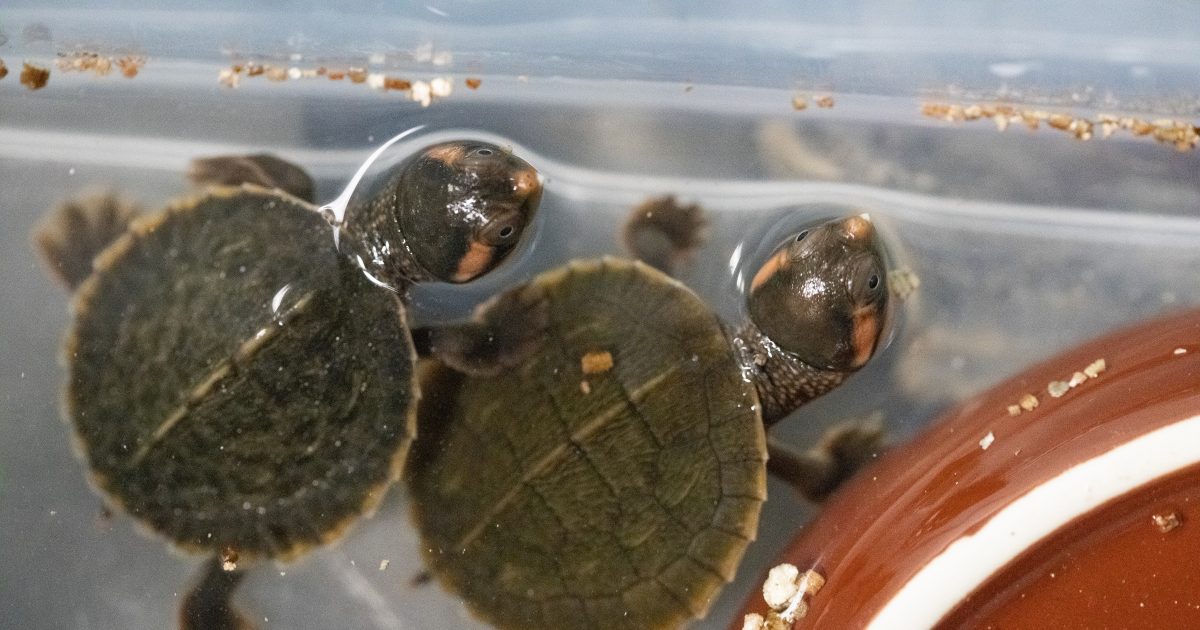 National Aquarium - Red-y For Their Close-Up