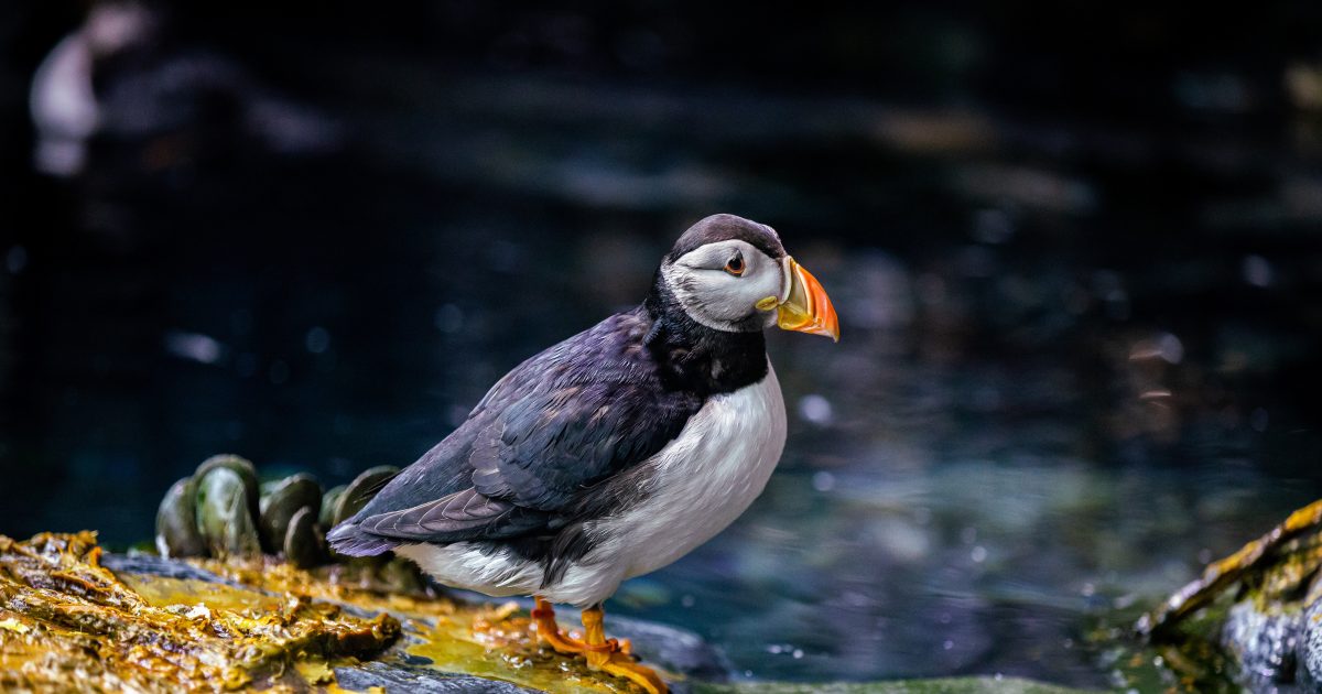 National Aquarium - Mistaken Identities: Puffins vs. Penguins