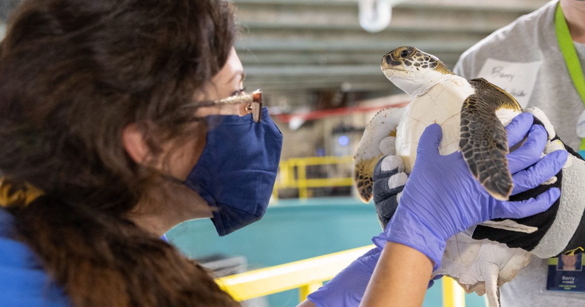National Aquarium - Supporting the Sea Turtle Rescue Assistance Act