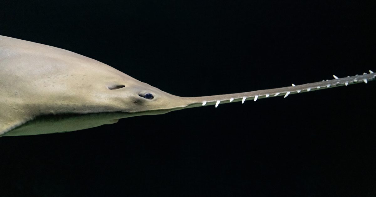 National Aquarium - Celebrating Sawfish