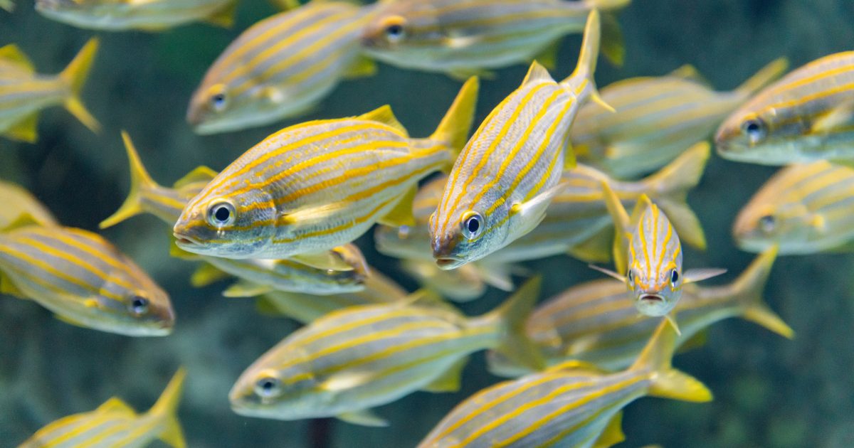 National Aquarium - Wallpaper Wednesdays: Back to School