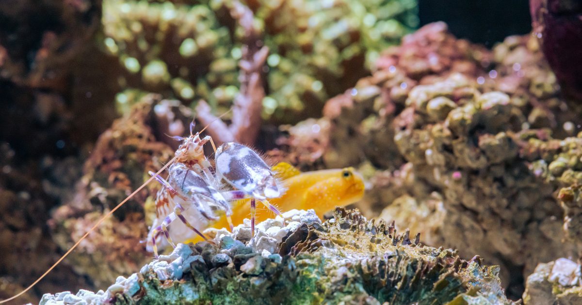 Pistol Shrimp And Goby