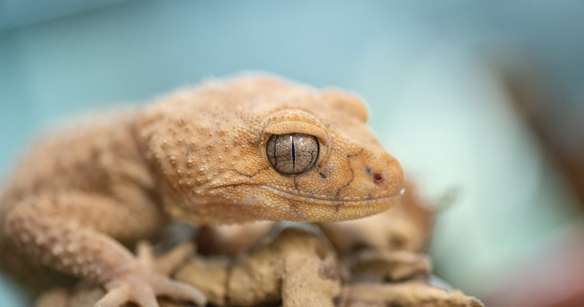 National Aquarium - Mistaken Identities: Lizards vs. Salamanders