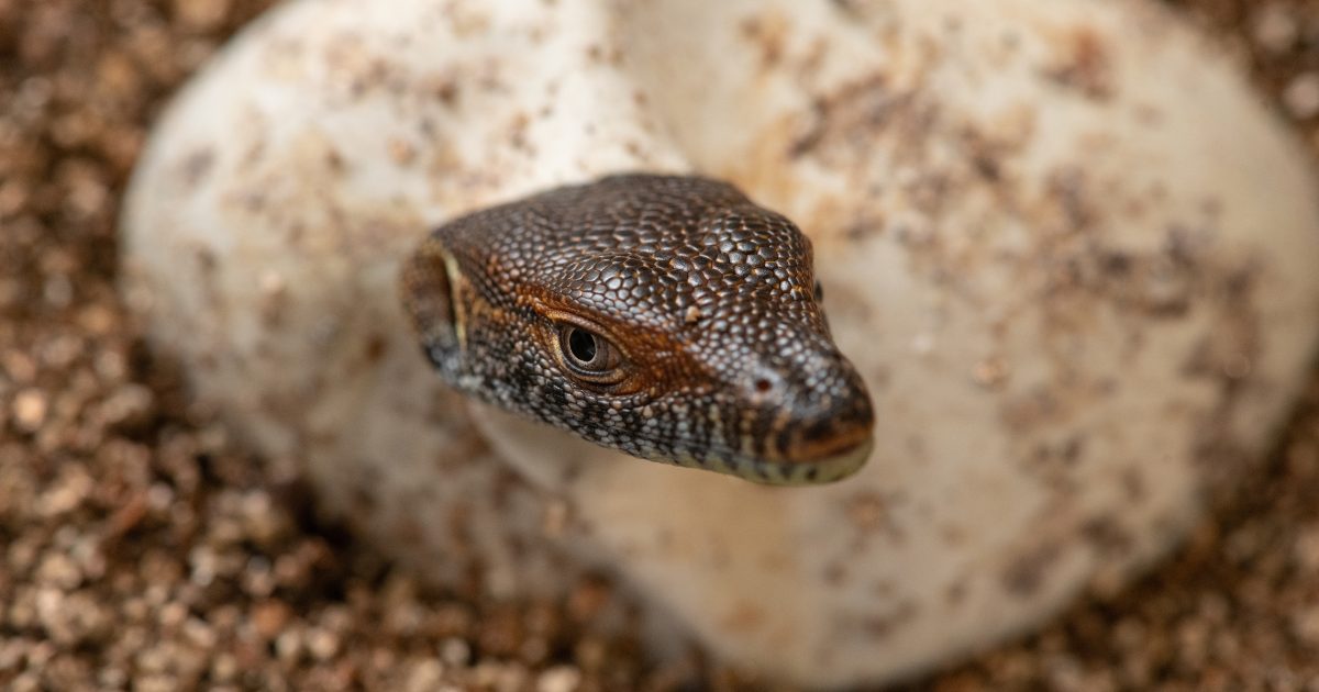 National Aquarium - Wallpaper Wednesdays: Fresh Hatch
