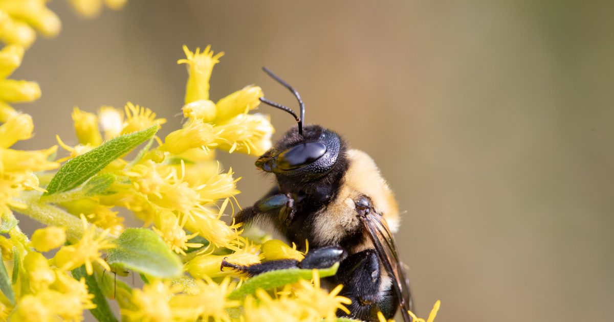 National Aquarium - Wallpaper Wednesdays: Bee-utiful Bees