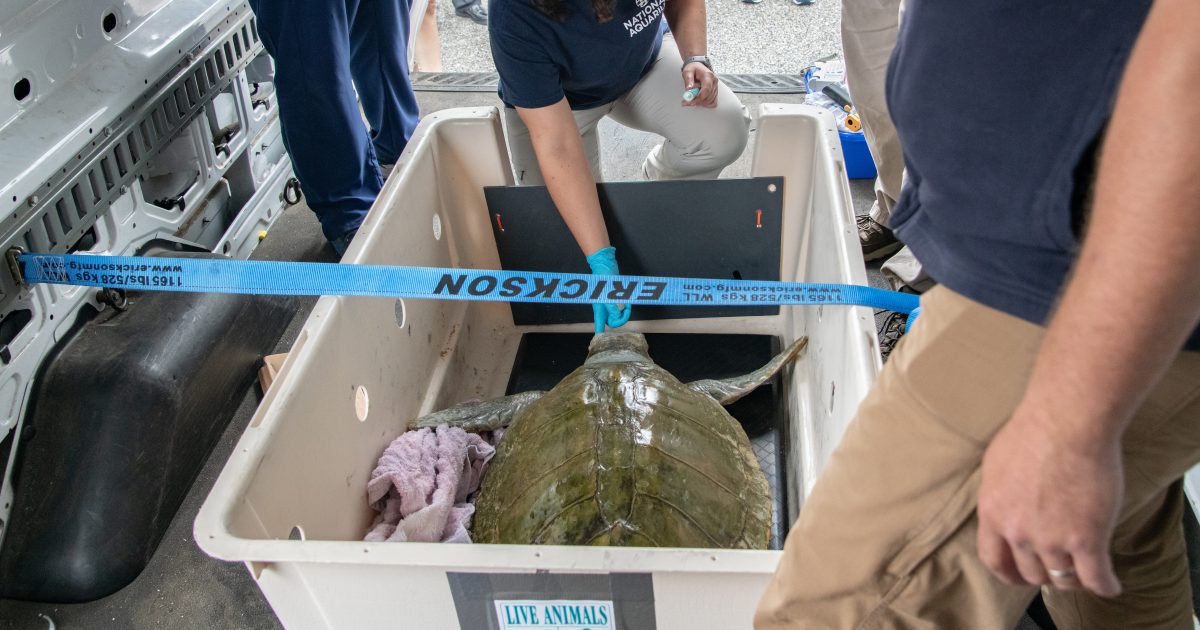 National Aquarium - The Turtle Has Landed
