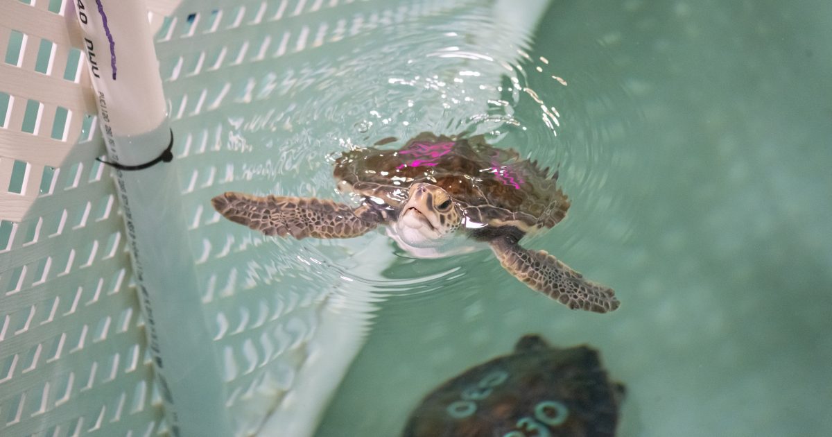 National Aquarium - National Aquarium Caring for 25 Cold-Stunned Sea Turtles