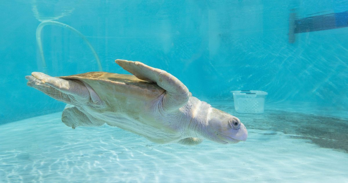 National Aquarium - Odie's Epic Journey