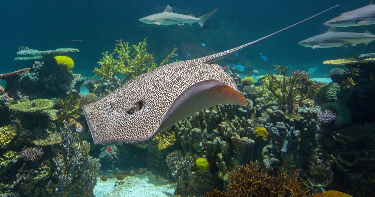 National Aquarium - Reticulated Whiptail Ray