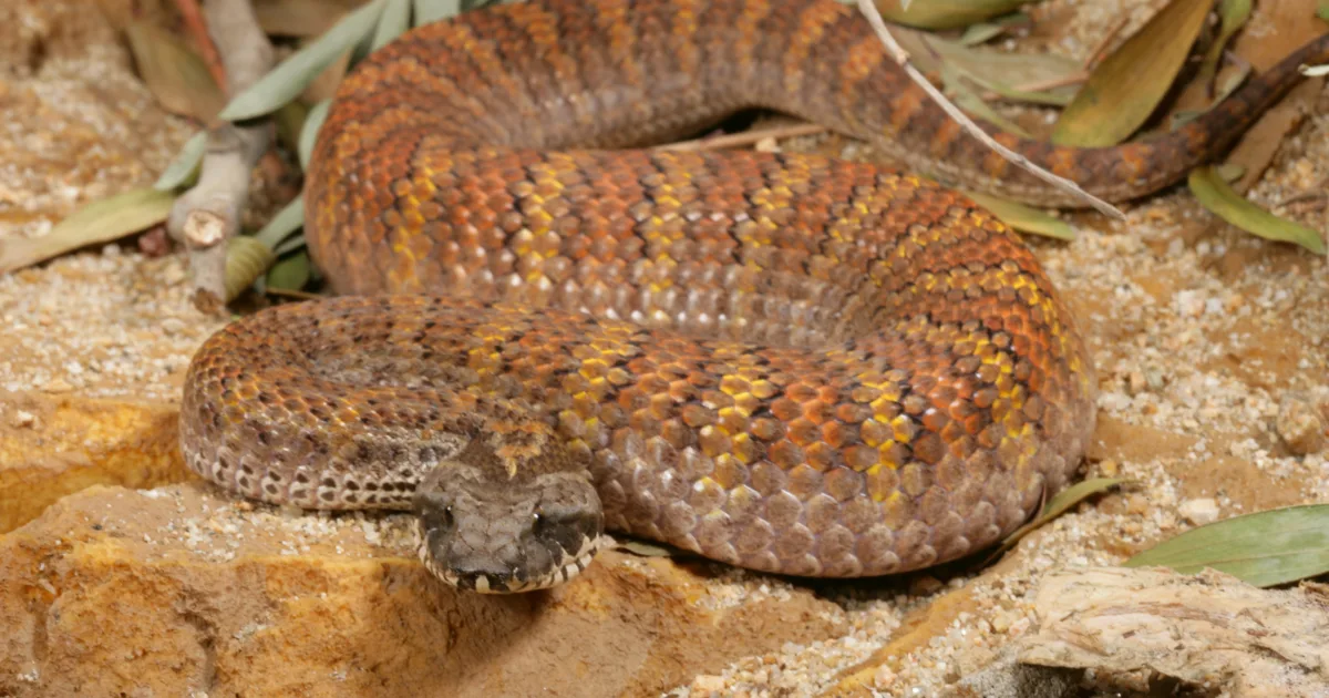 Death Adder Bite