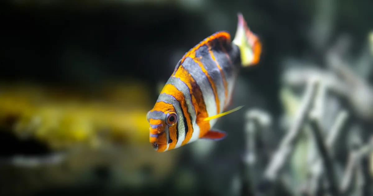 Red Sea Harlequin Tusk
